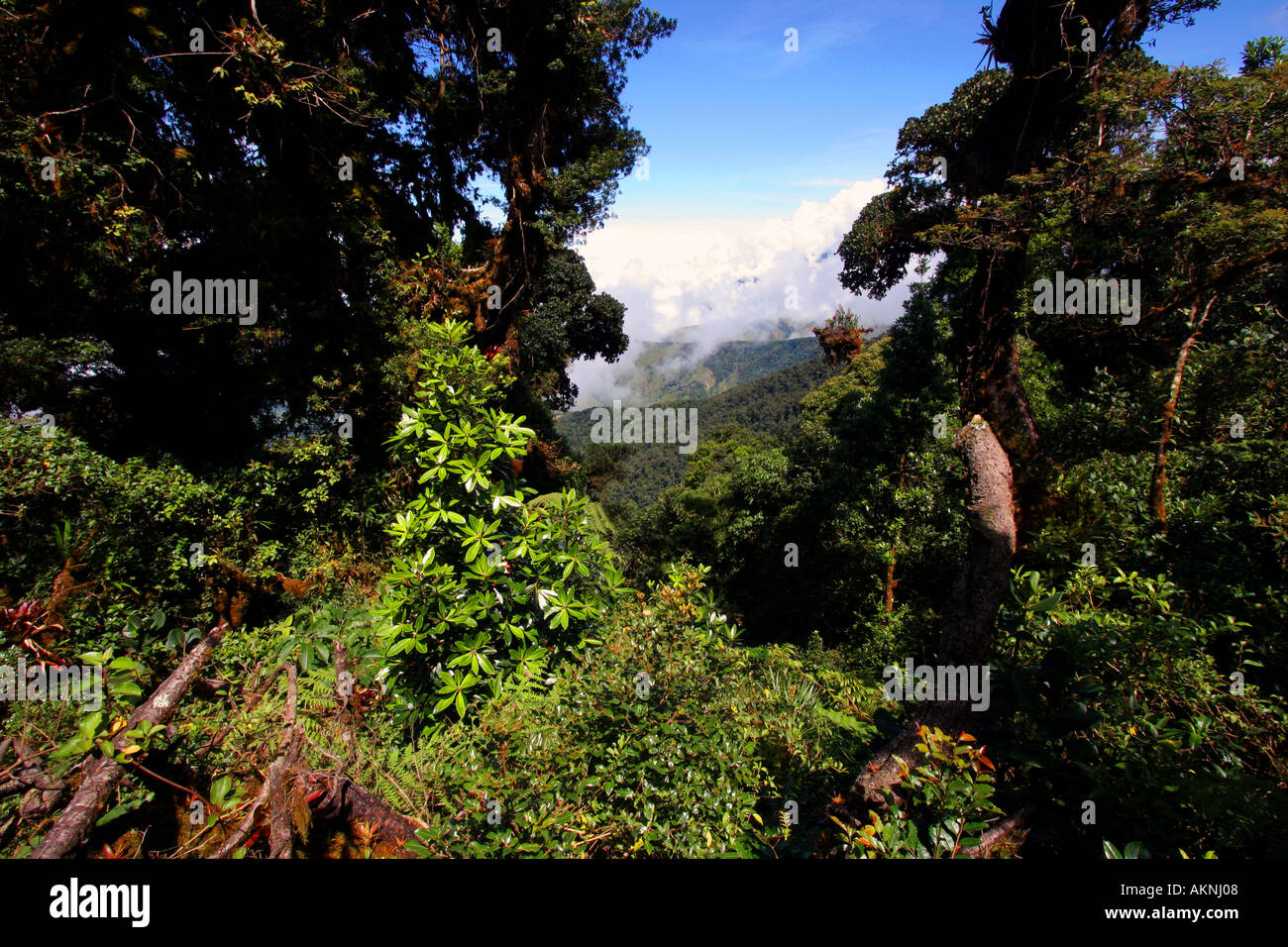 continental divide durika cloud forest costa rica Stock Photo - Alamy