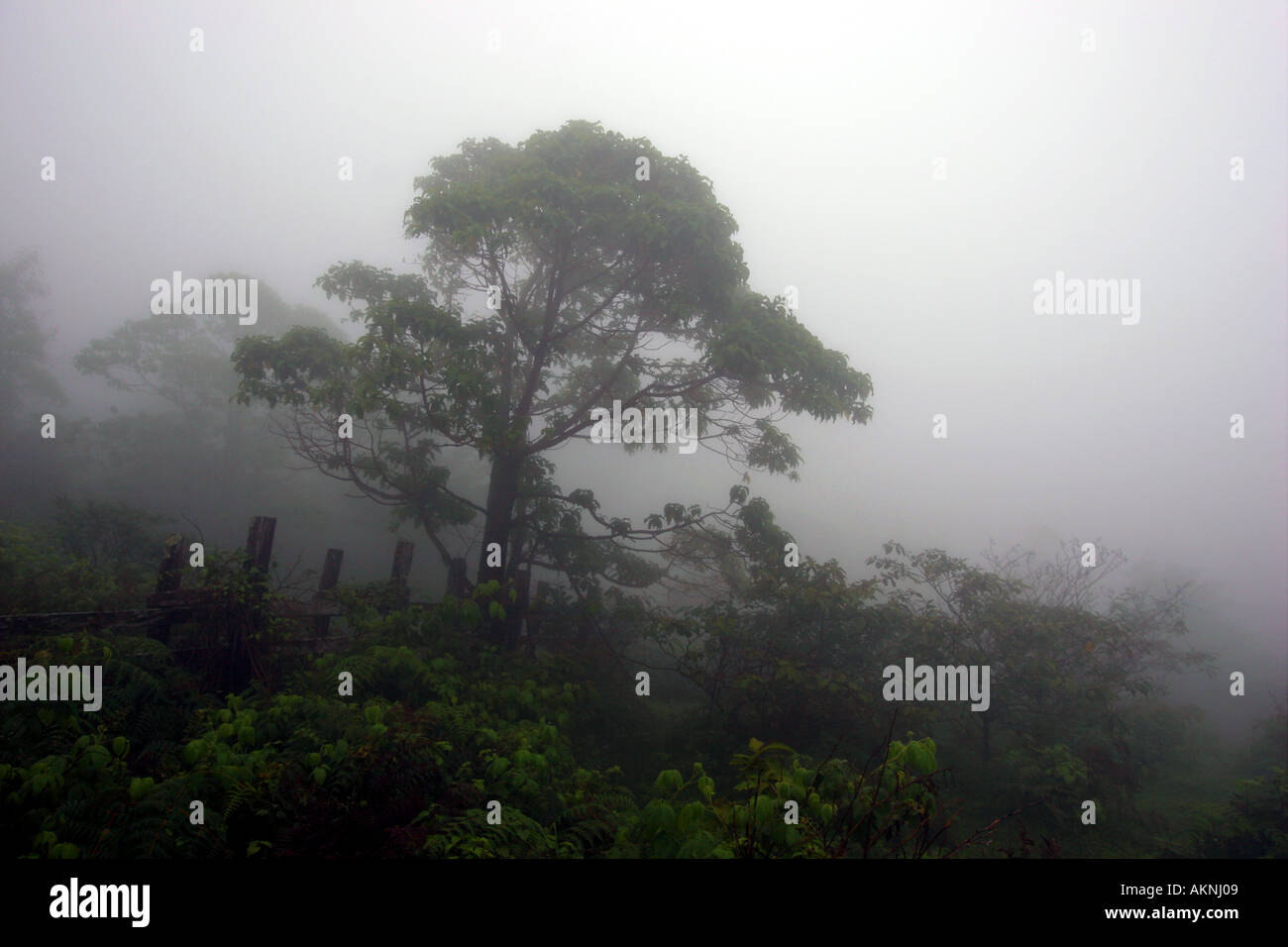 durika cloud forest costa rica Stock Photo - Alamy