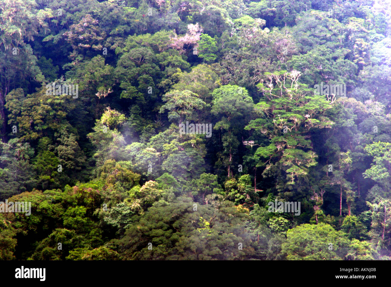 durika cloud forest costa rica Stock Photo - Alamy