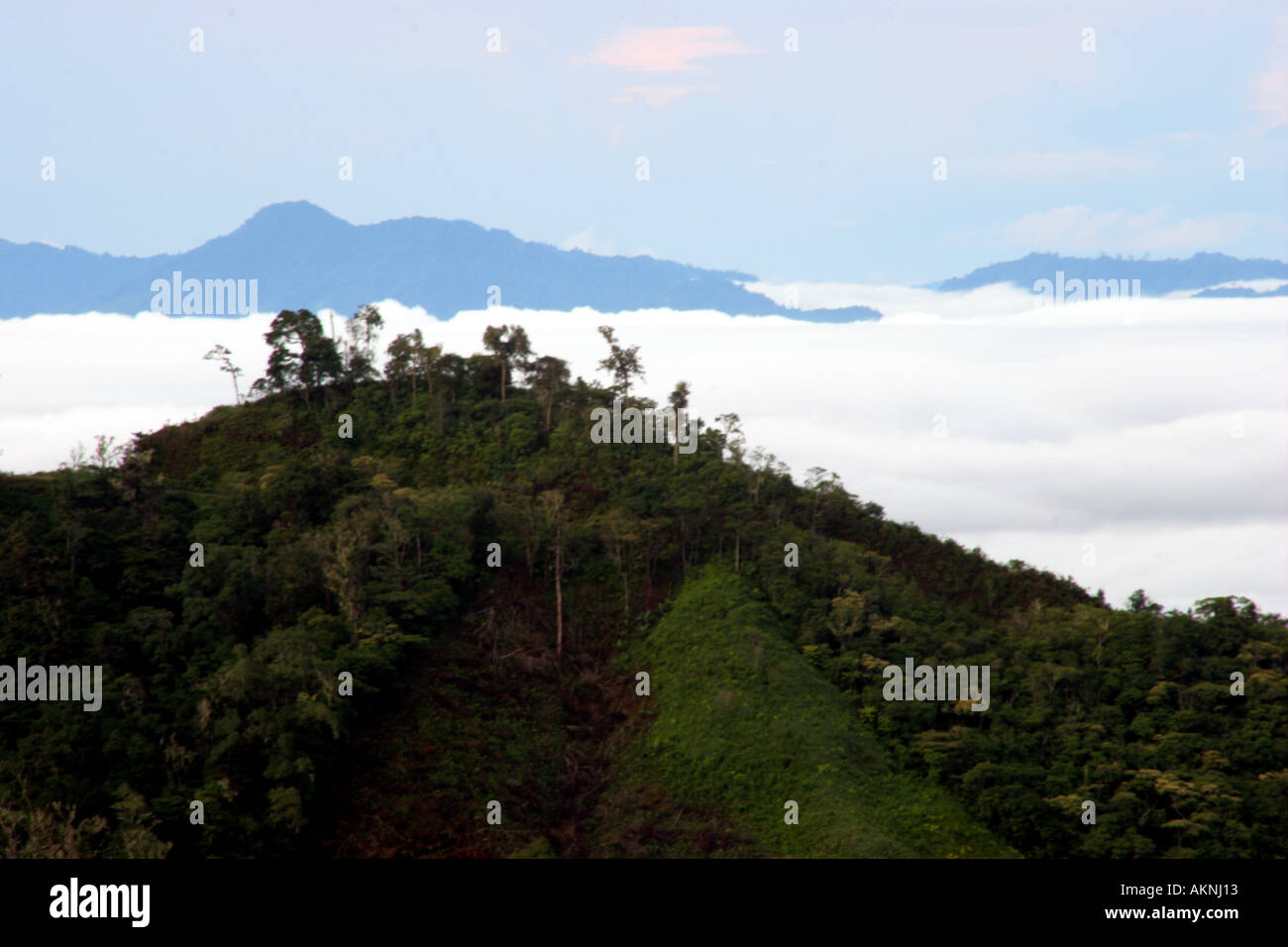 durika cloud forest costa rica Stock Photo - Alamy