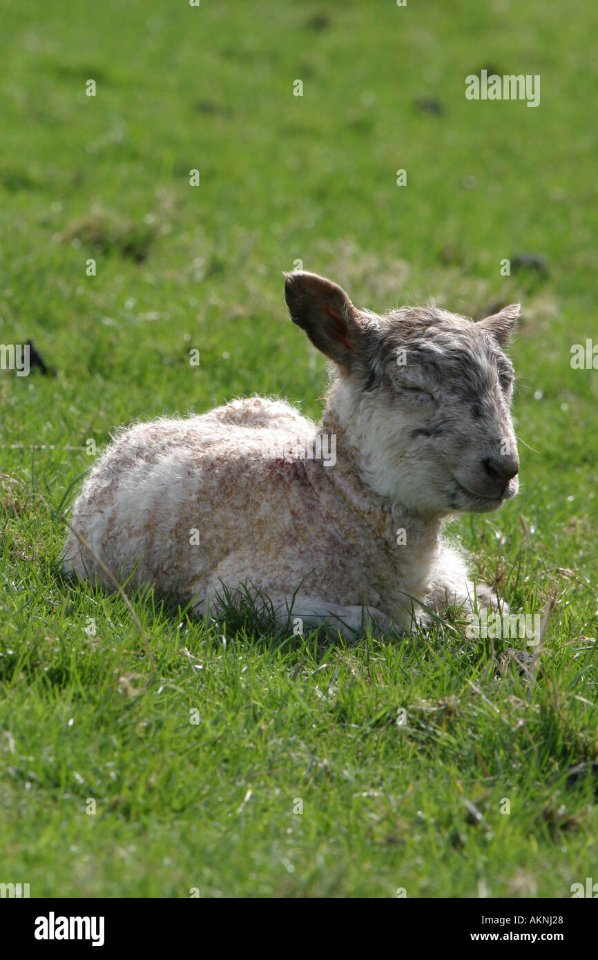 Lamb sitting hi-res stock photography and images - Alamy