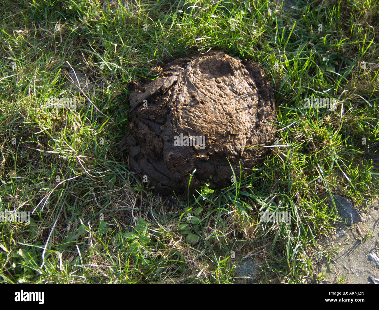 Cow pat poo dung hi-res stock photography and images - Alamy