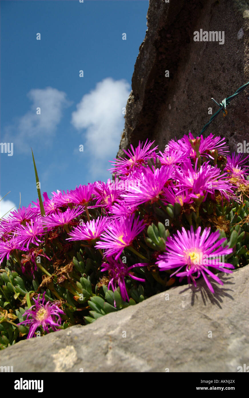 Mesembryanthemum Species - Hot Pink "Pig Face Stock Photo - Alamy
