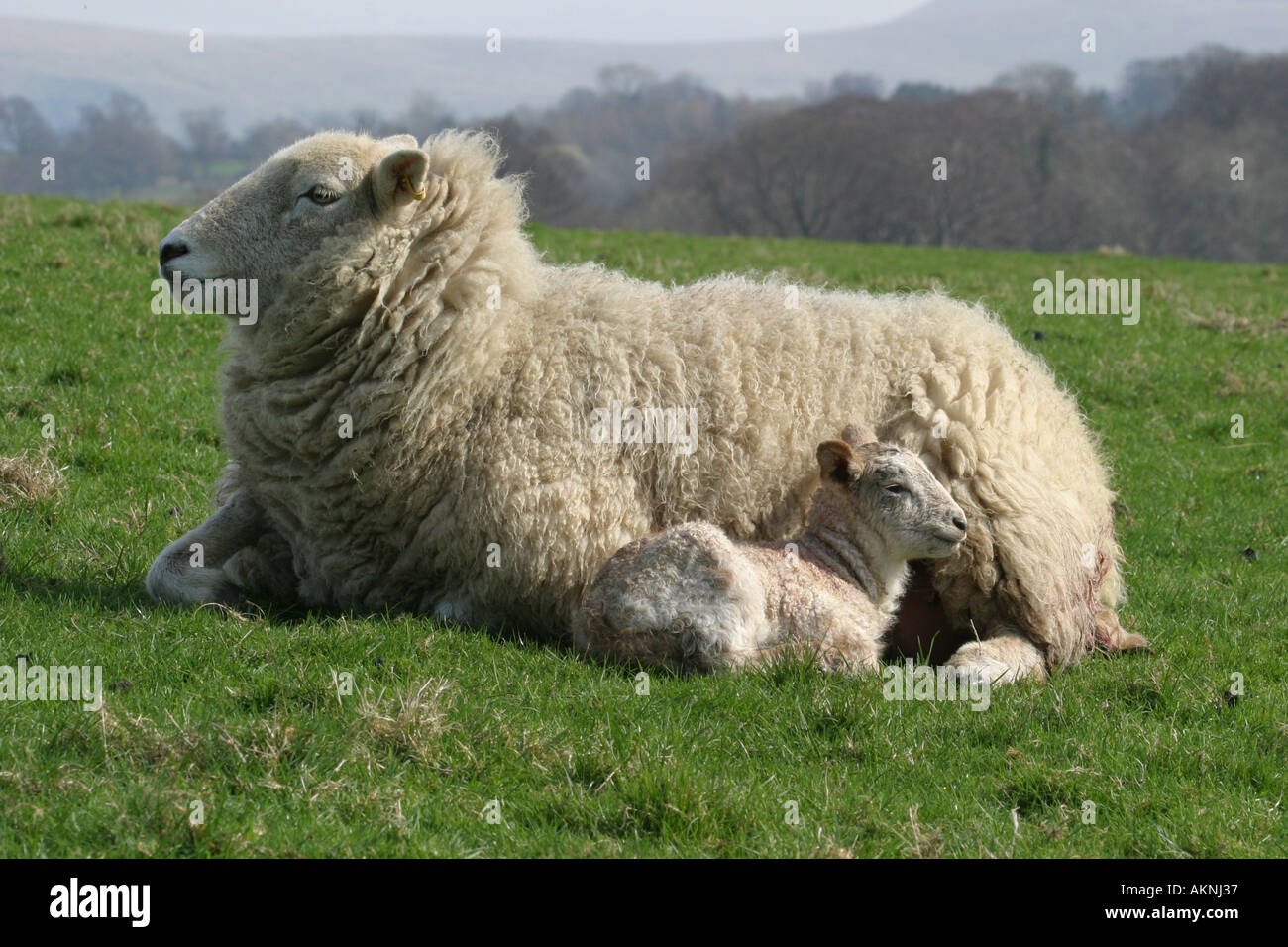 new born lamb and mother Stock Photo - Alamy