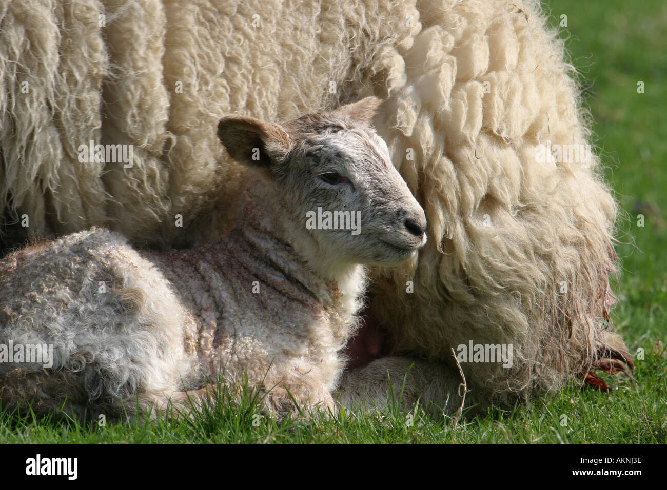 Lamb and mother rest hi-res stock photography and images - Alamy