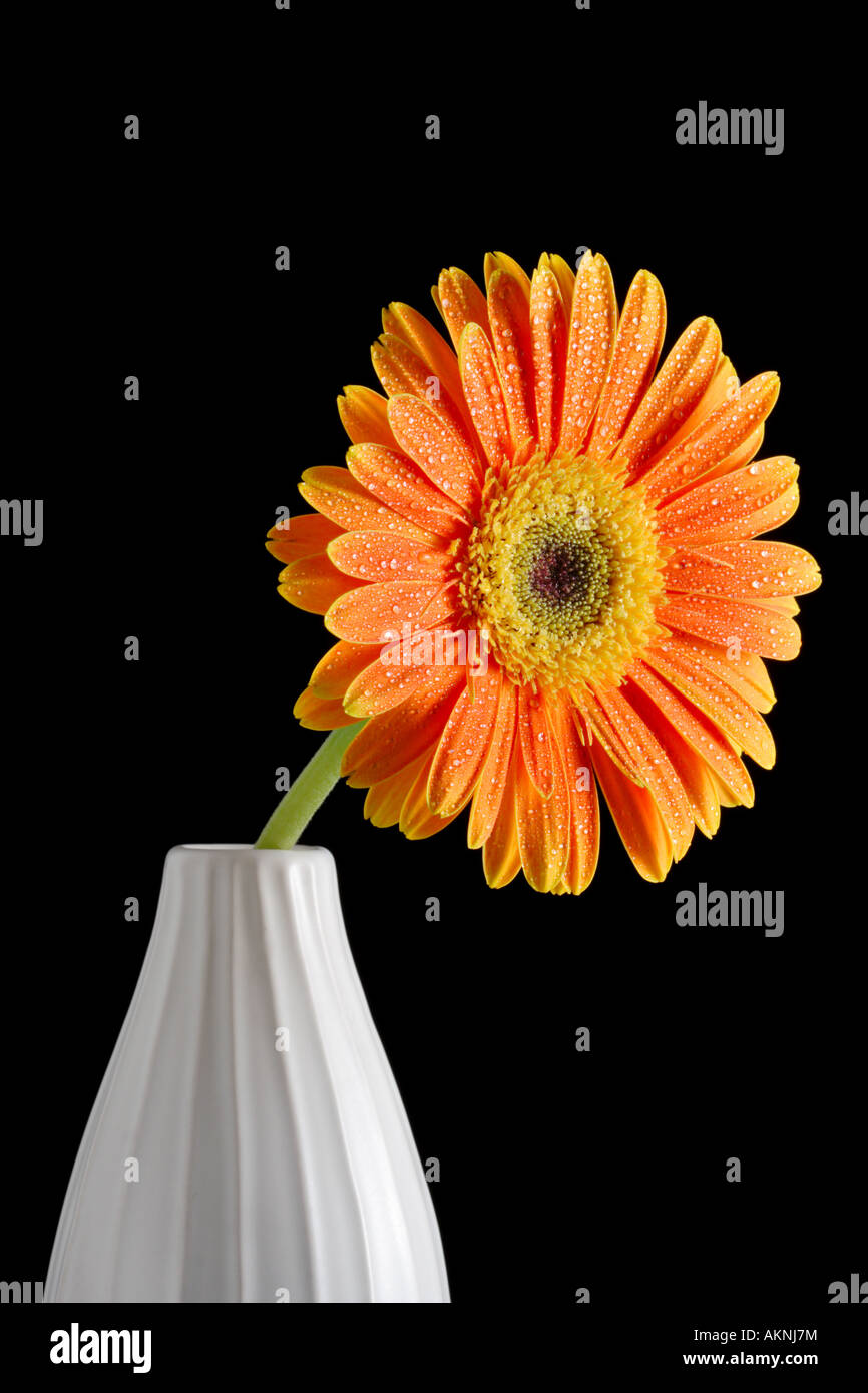 Gerbera flower in a vase Stock Photo - Alamy