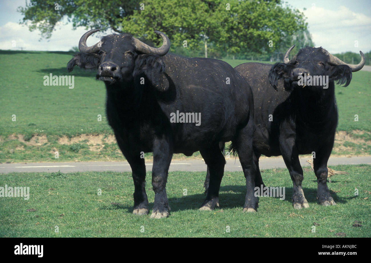 two cape buffalo Stock Photo - Alamy