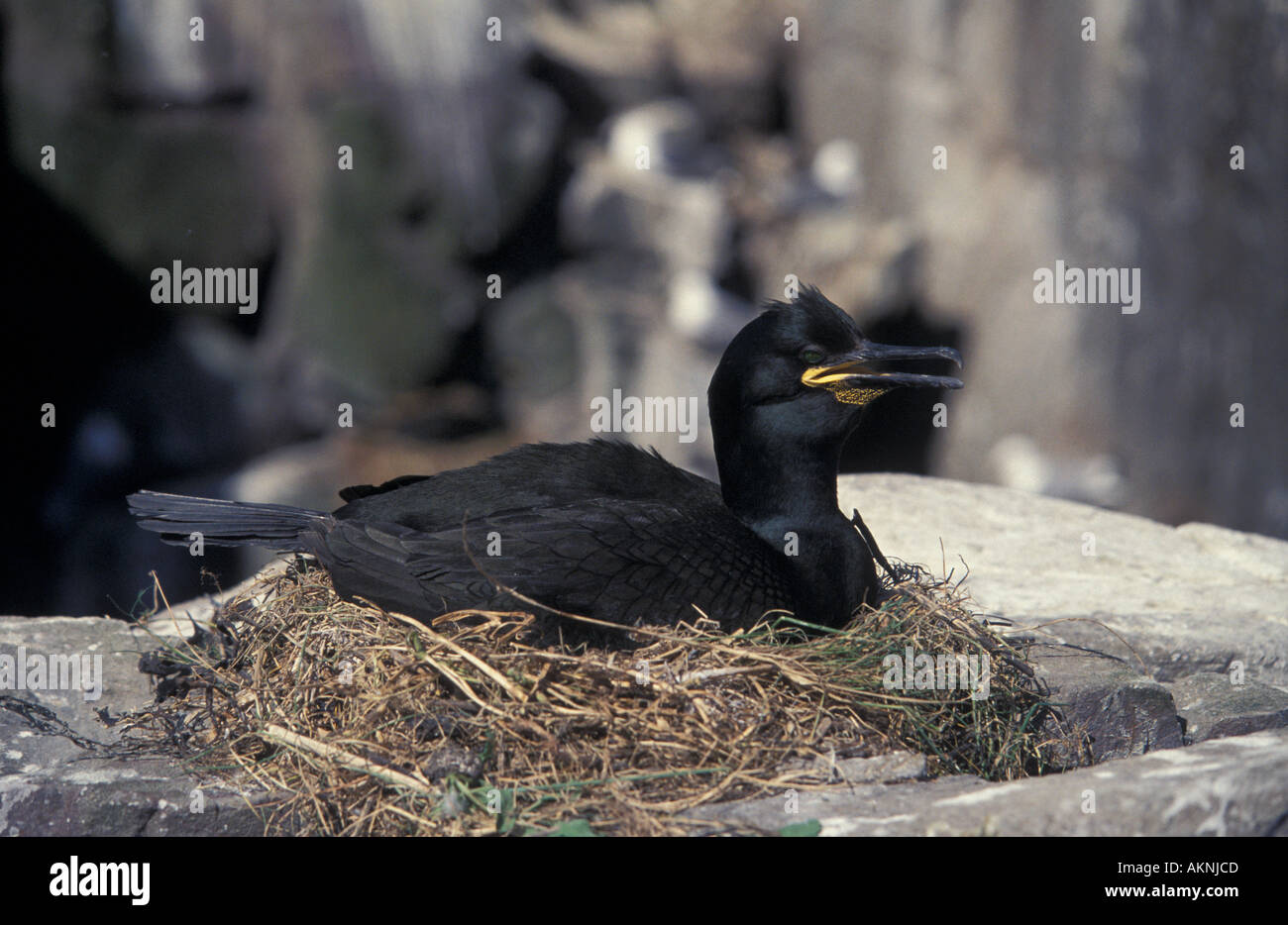 Sitting nest hi-res stock photography and images - Alamy