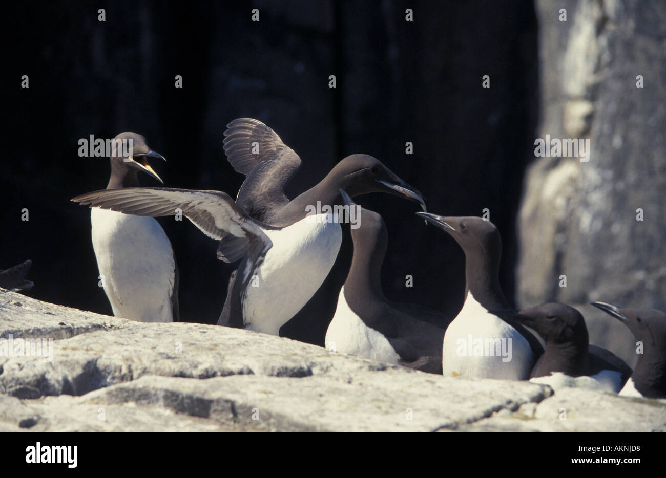 British guillemots hi-res stock photography and images - Alamy