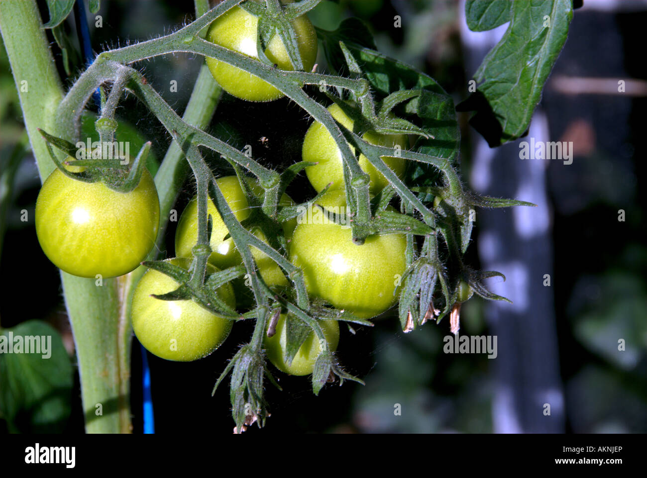 Tomato moneymaker hi-res stock photography and images - Alamy
