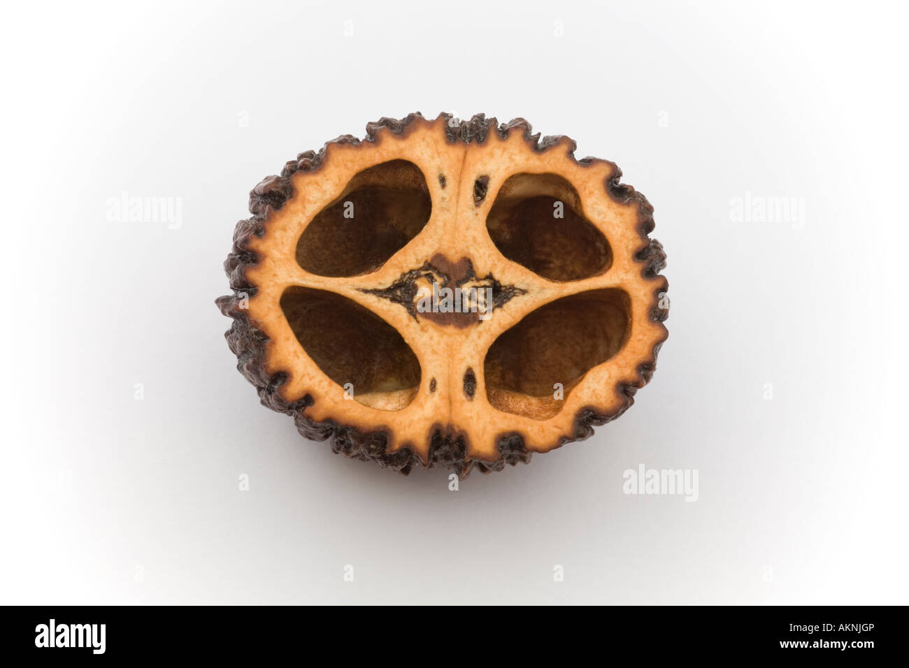 A cross section of a nut of the Black Walnut (Juglans nigra ...