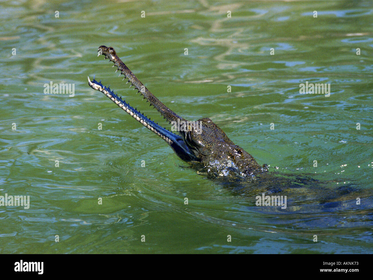 Indian Gharial Chitwan National Park Nepal Stock Photo - Alamy