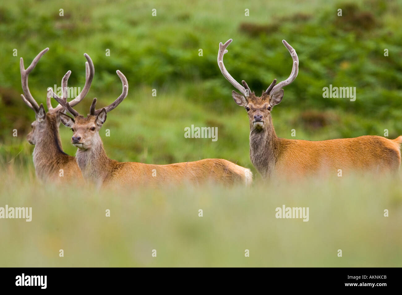 Red Deer Scotland United Kingdom Stock Photo - Alamy
