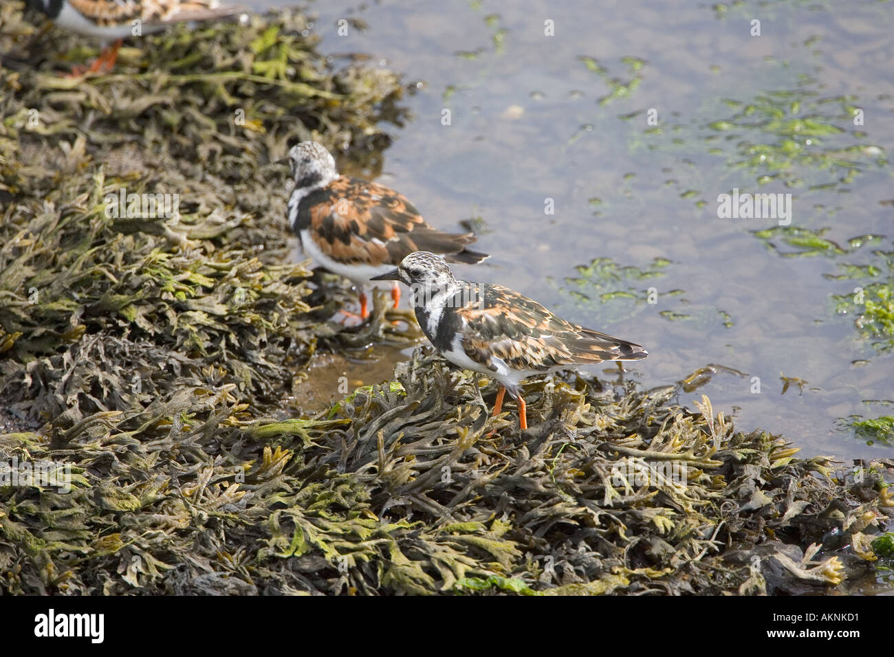 Turnstone birds hi-res stock photography and images - Alamy