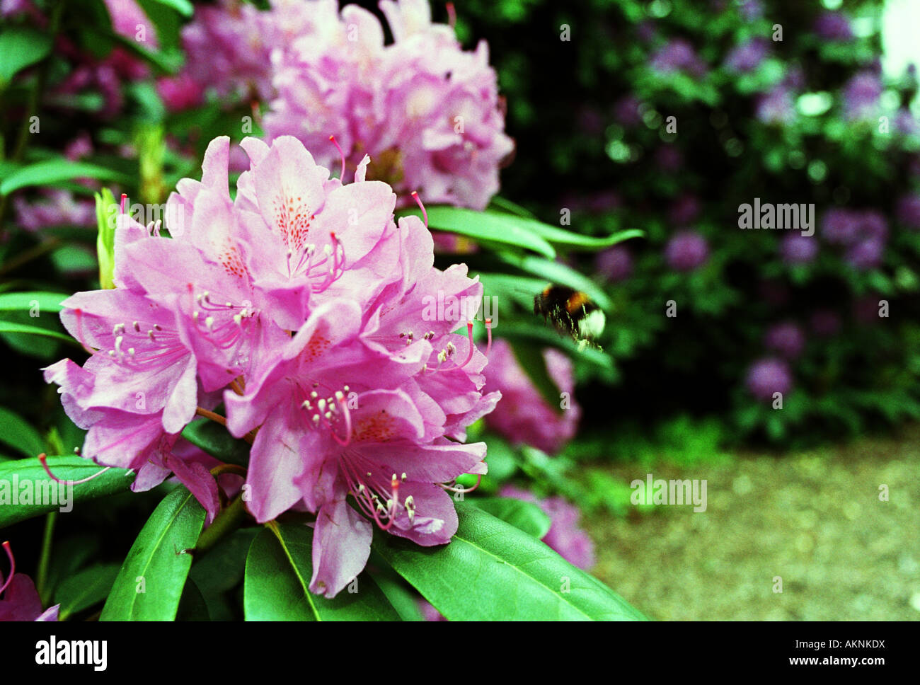 Rhododendron flowers on summer hi-res stock photography and images - Alamy