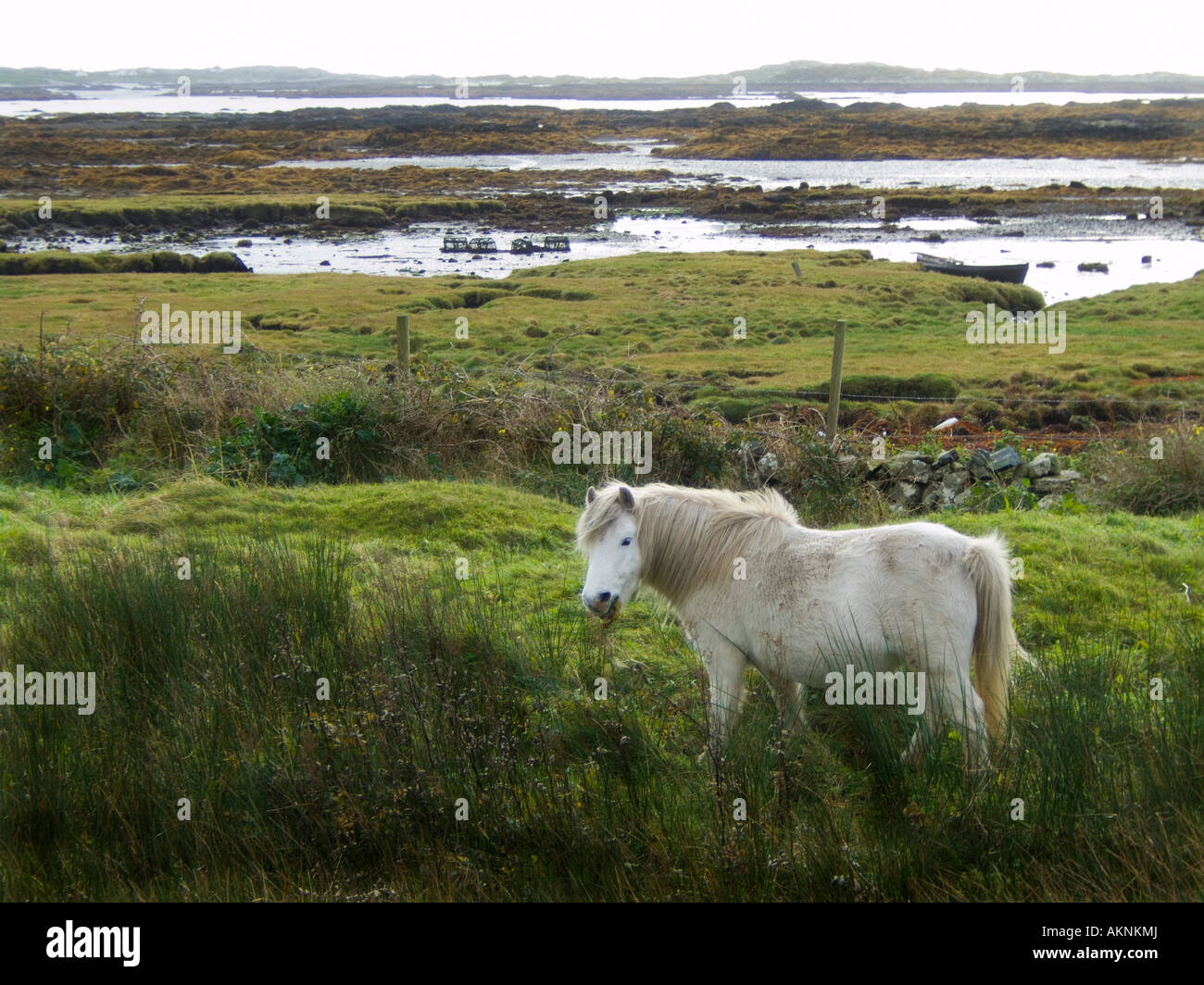 Connemara pony hi-res stock photography and images - Alamy