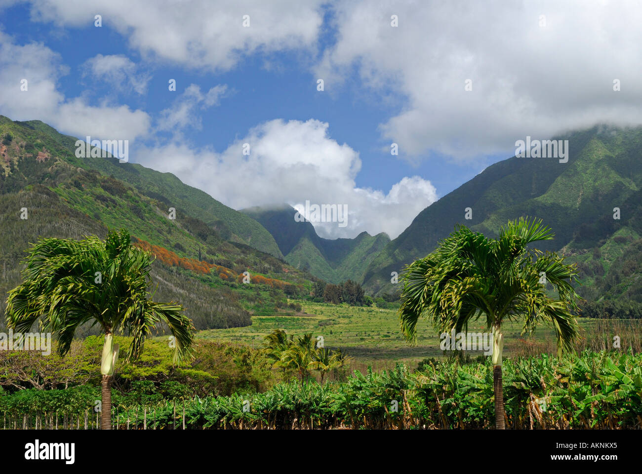 West Maui mountain Puu Kukui gulch at Tropical Plantation Maui Island ...
