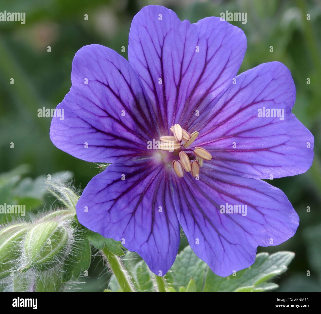 Garden Geranium in bright sunlight just before the seeds pods open ...