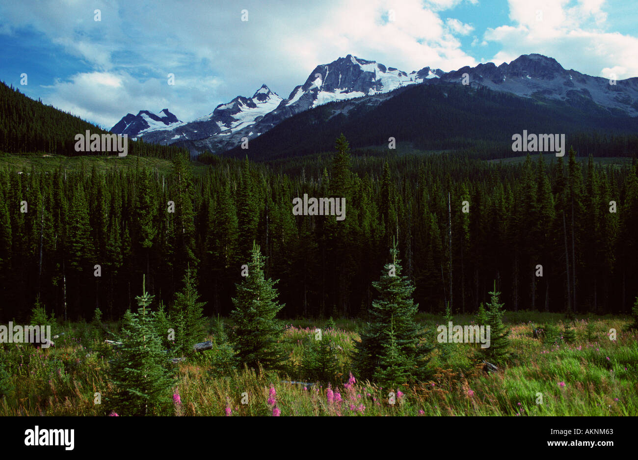 Evergreen trees in banff national hi-res stock photography and images ...
