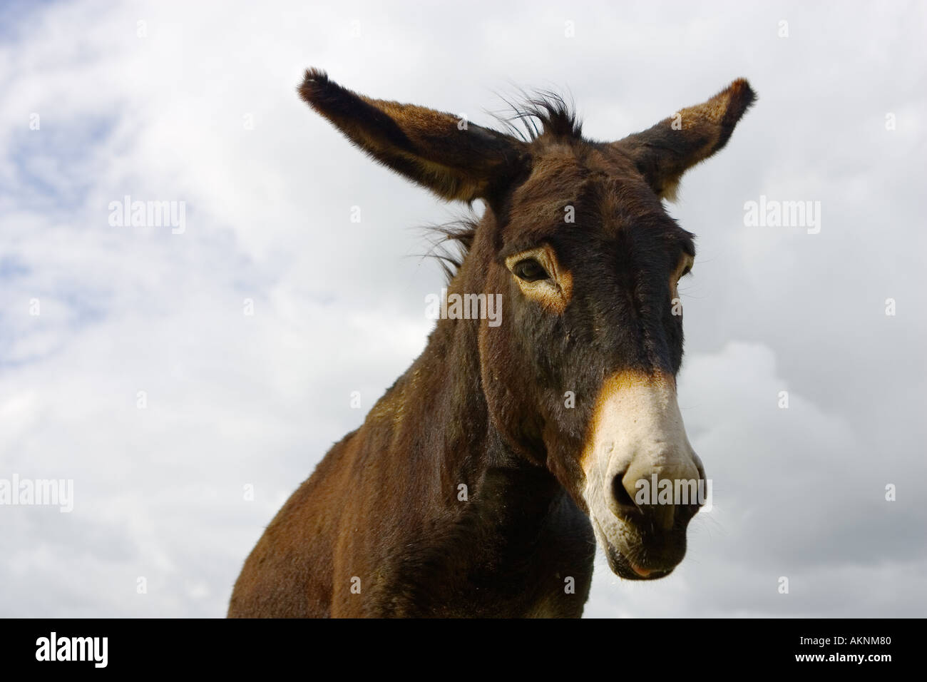 Donkey with big ears hi-res stock photography and images - Alamy