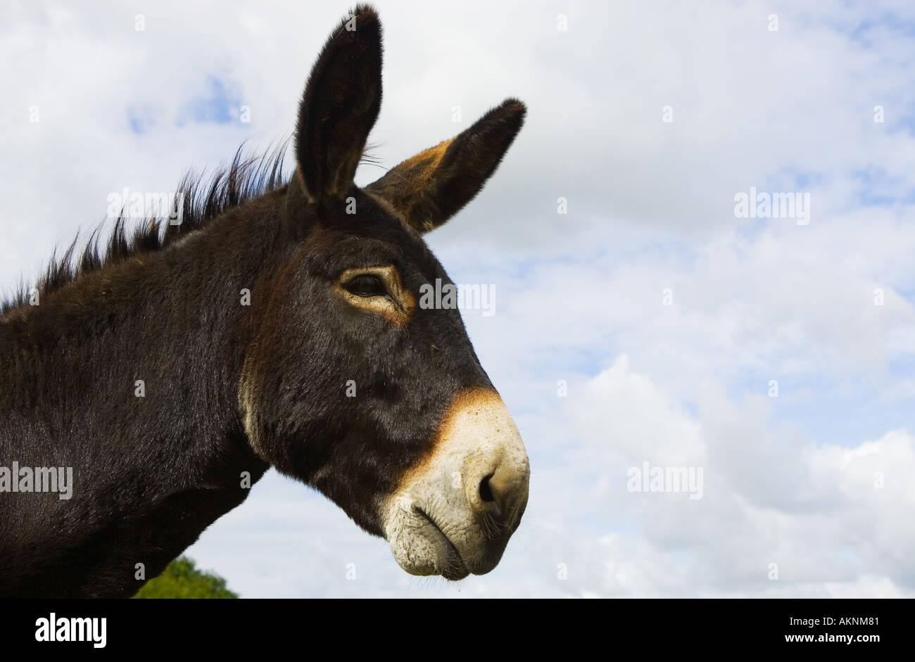 Side donkey profile hi-res stock photography and images - Alamy