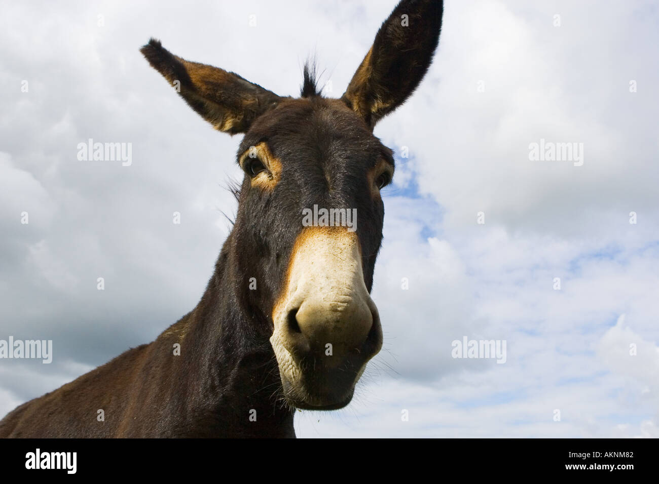 Portrait of donkeys head hi-res stock photography and images - Alamy