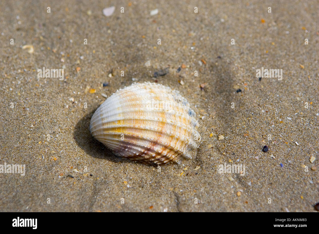 Cockle shells beach hi-res stock photography and images - Alamy