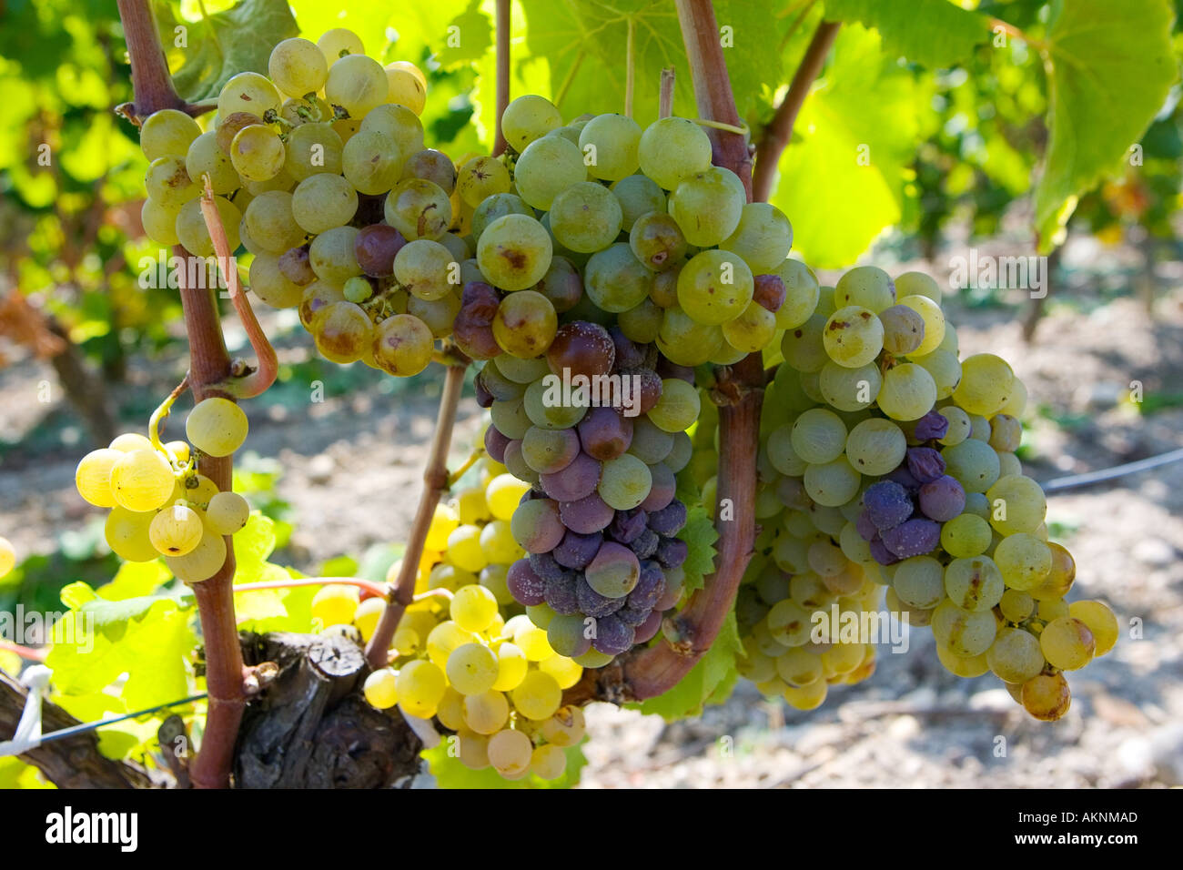 Noble rot botrytis Cinera on grape vine Preignac Sauternes France on ...