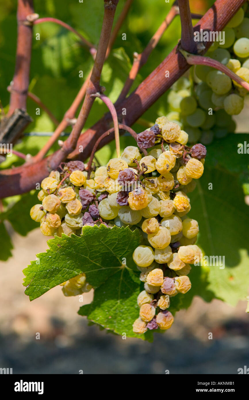 Noble rot botrytis Cinera on grape vine Preignac Sauternes France on ...