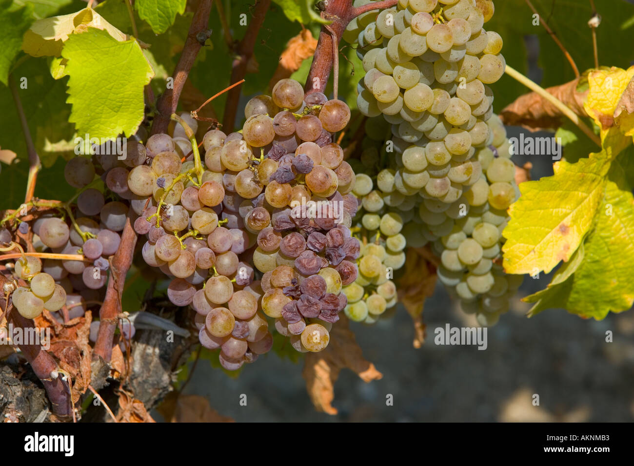 Noble rot botrytis Cinera on grape vine in Sauternes France on the ...