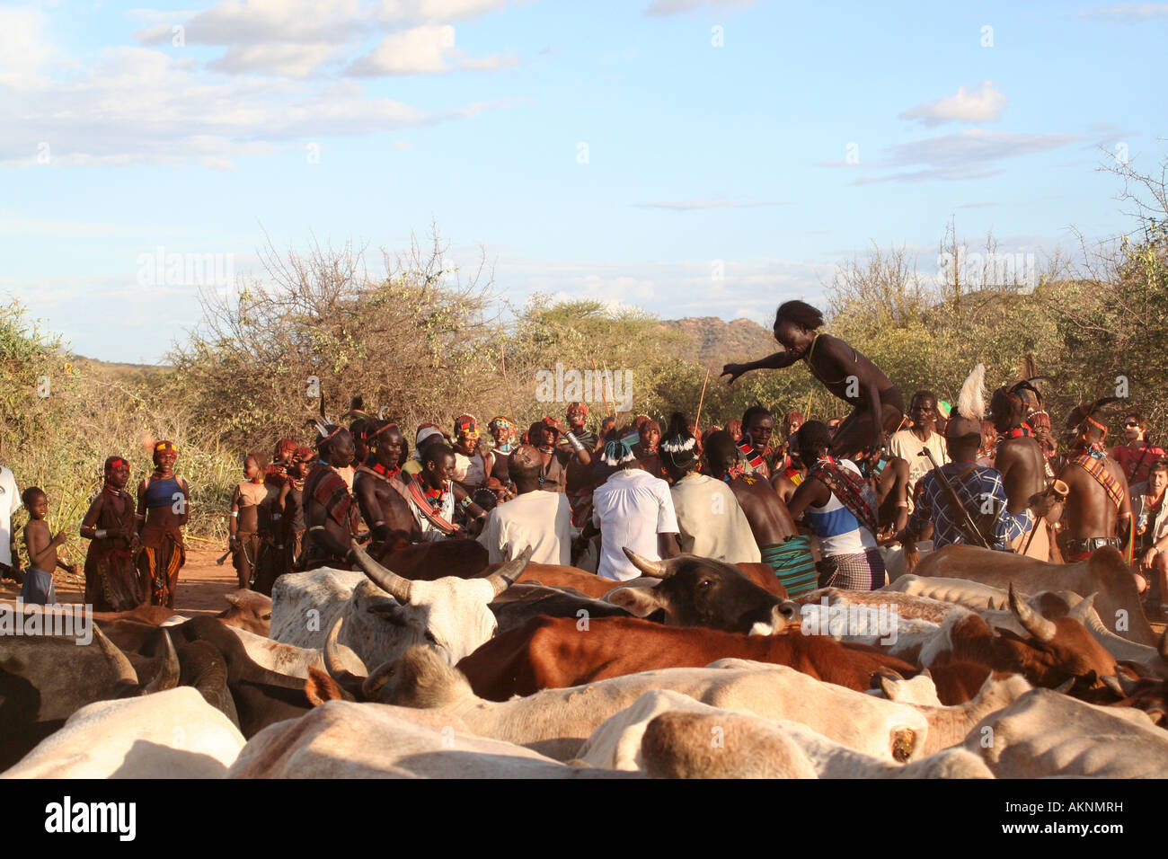 Hamer cattle jumping ceremony Omo Valley Ethiopia Stock Photo - Alamy