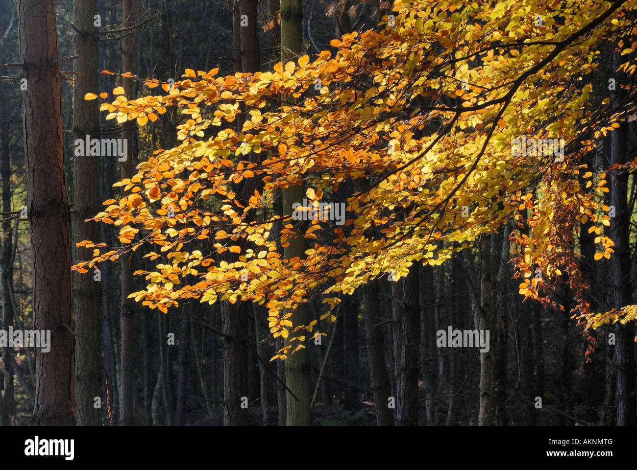 Beech tree autumn foliage hi-res stock photography and images - Alamy