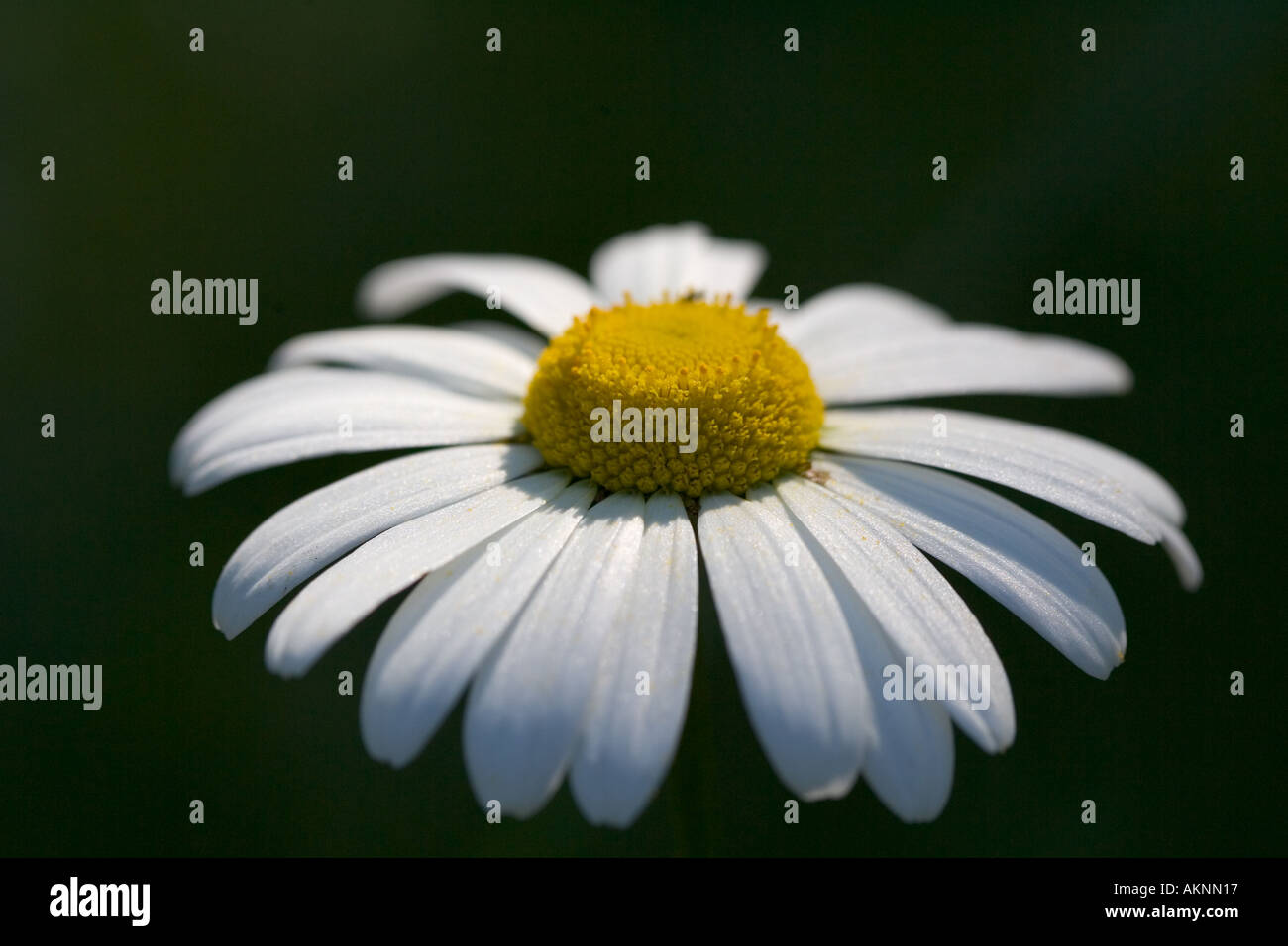 1 single daisy horizontal hi-res stock photography and images - Alamy