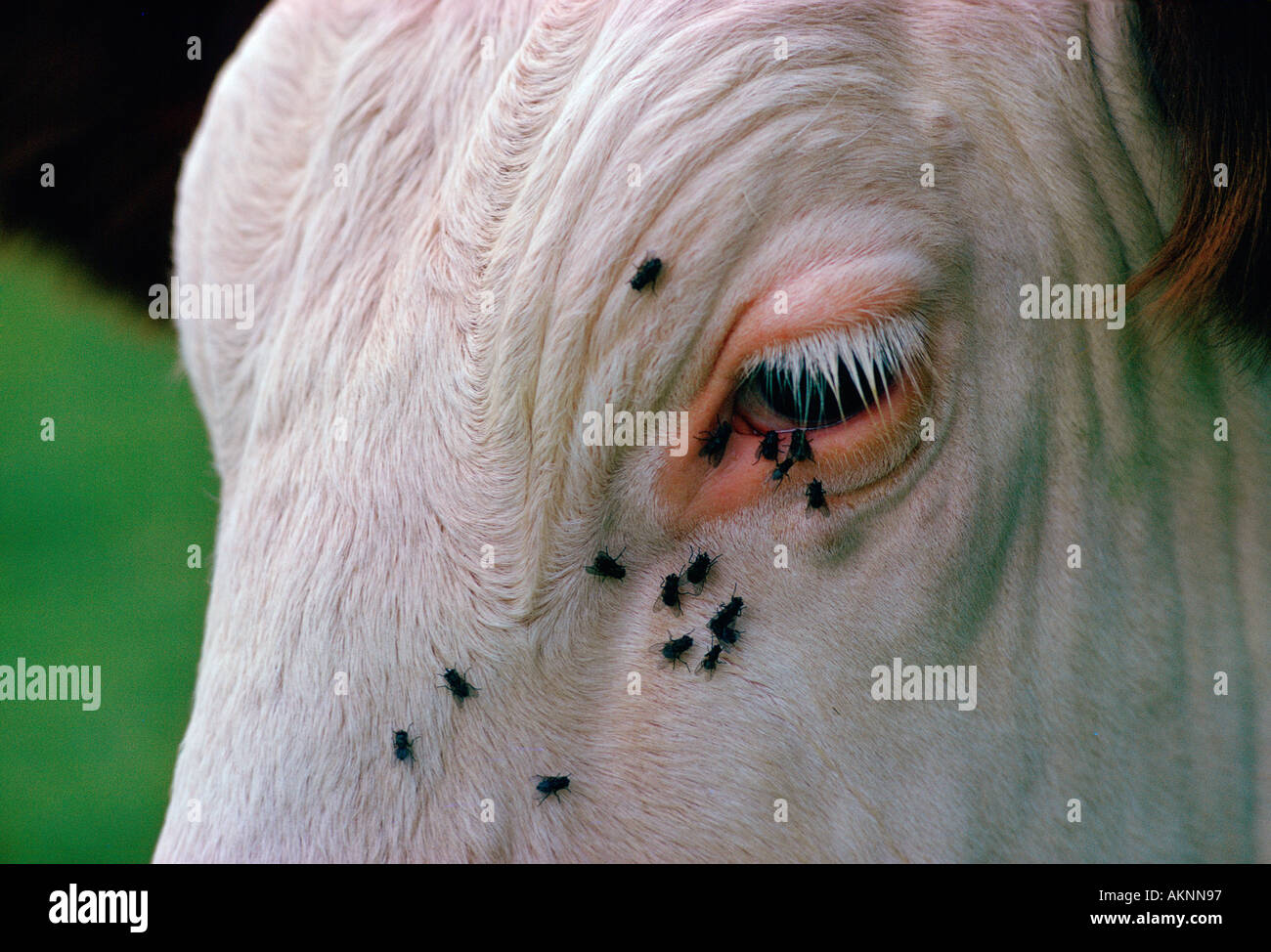 Flies swarm cow hi-res stock photography and images - Alamy