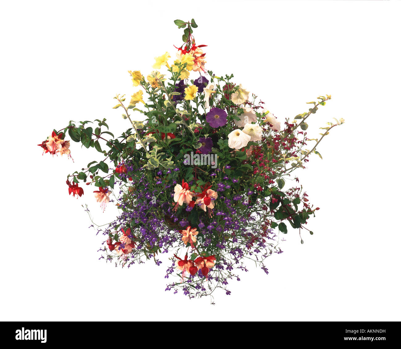 HANGING FLOWER BASKET Stock Photo - Alamy
