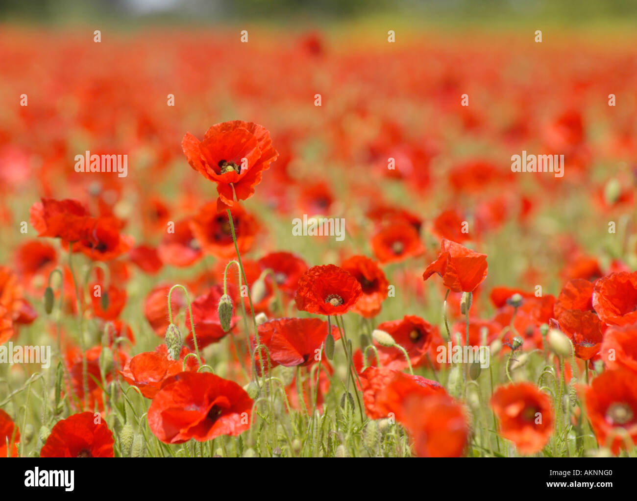 Field of poppies in Norfolk UK Stock Photo - Alamy