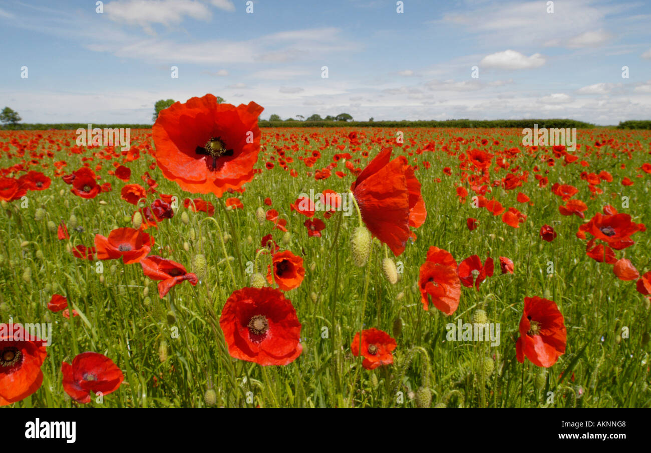Field of poppies in Norfolk UK Stock Photo - Alamy
