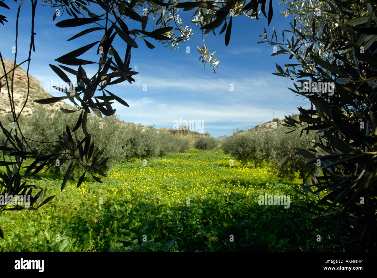 Olive grove in spring Stock Photo - Alamy