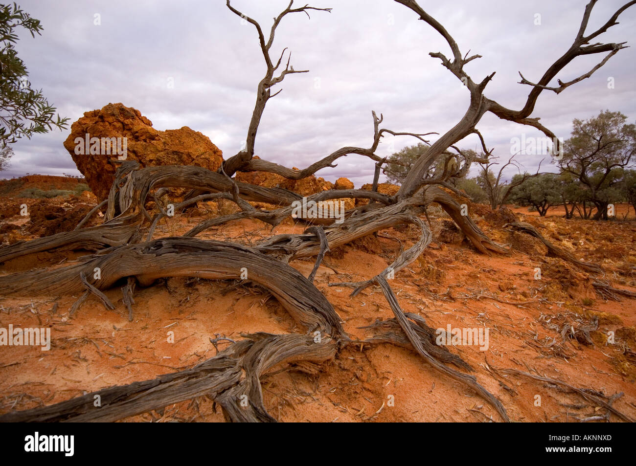 Gidgee tree hi-res stock photography and images - Alamy