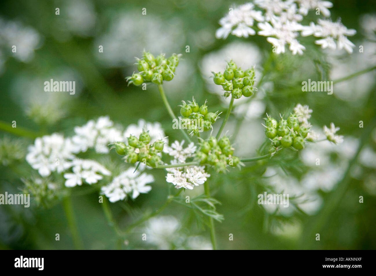 Coriander seed heads hi-res stock photography and images - Alamy