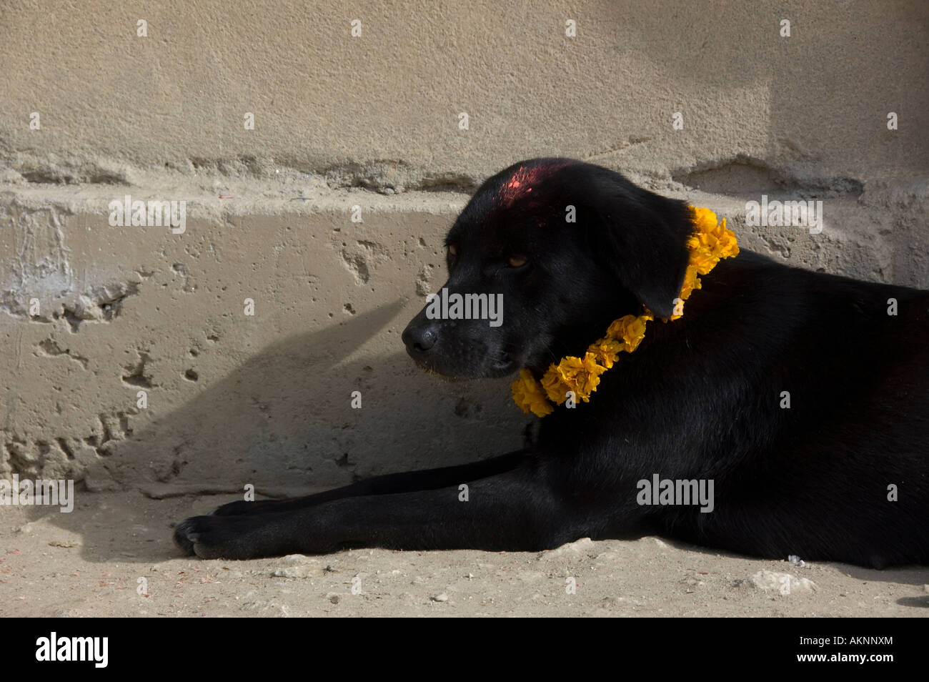 Diwali day diwali hindu hi-res stock photography and images - Alamy