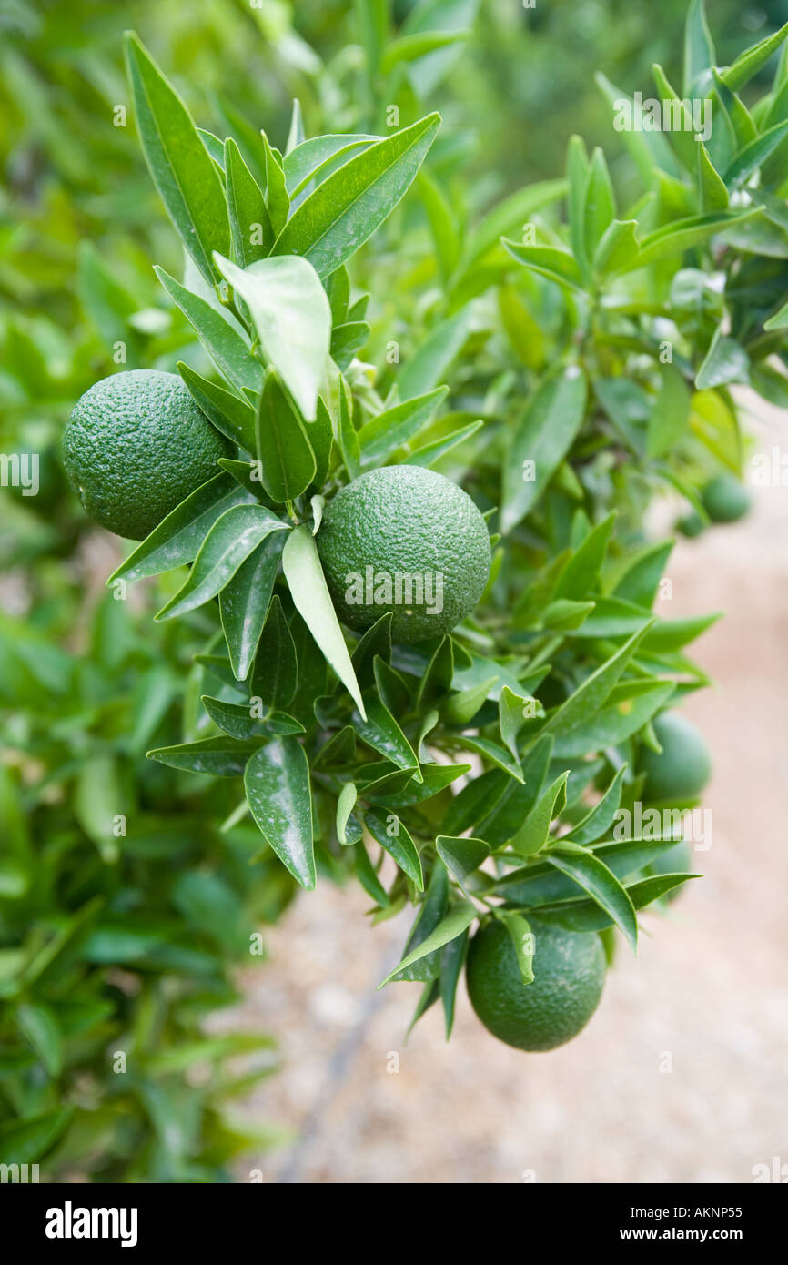 Immature oranges hi-res stock photography and images - Alamy
