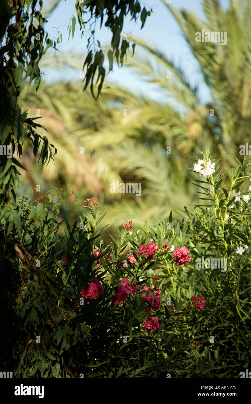 Palm trees and oleander Stock Photo - Alamy