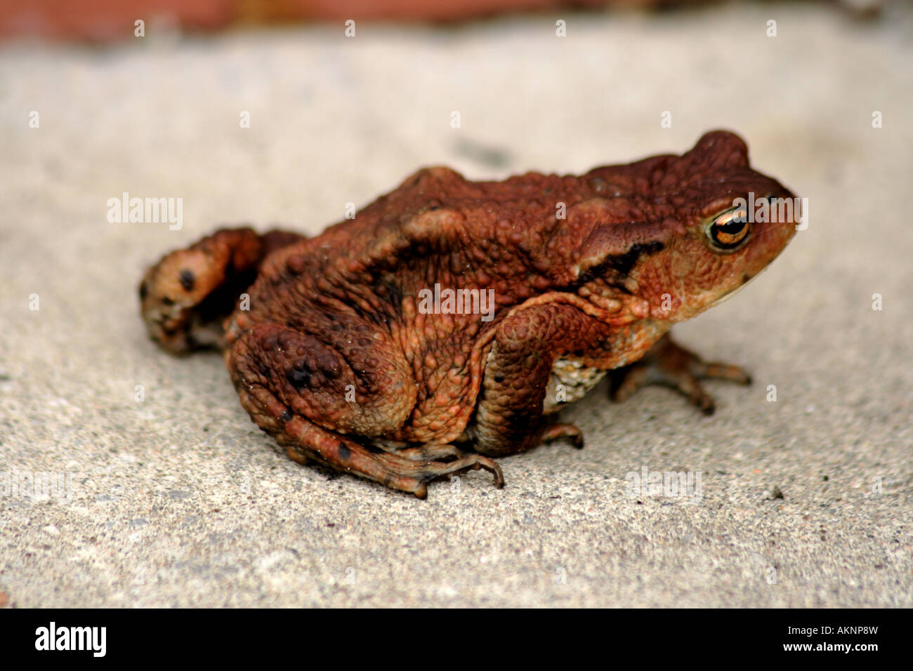 RED COLOURED COMMON TOAD (BUFO BUFO), RANNOCH MOOR Stock Photo - Alamy