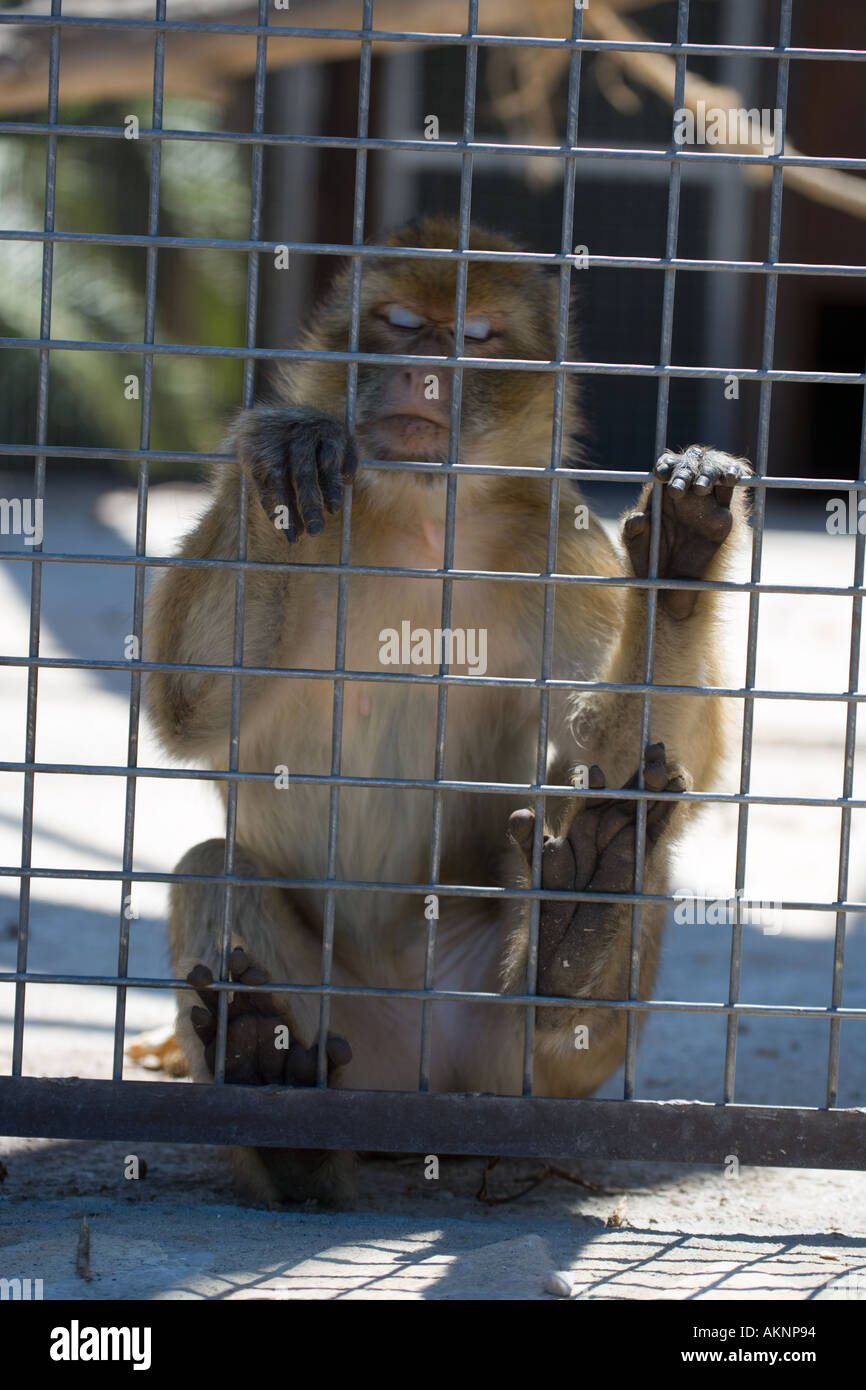 barbary ape in a cage Stock Photo - Alamy