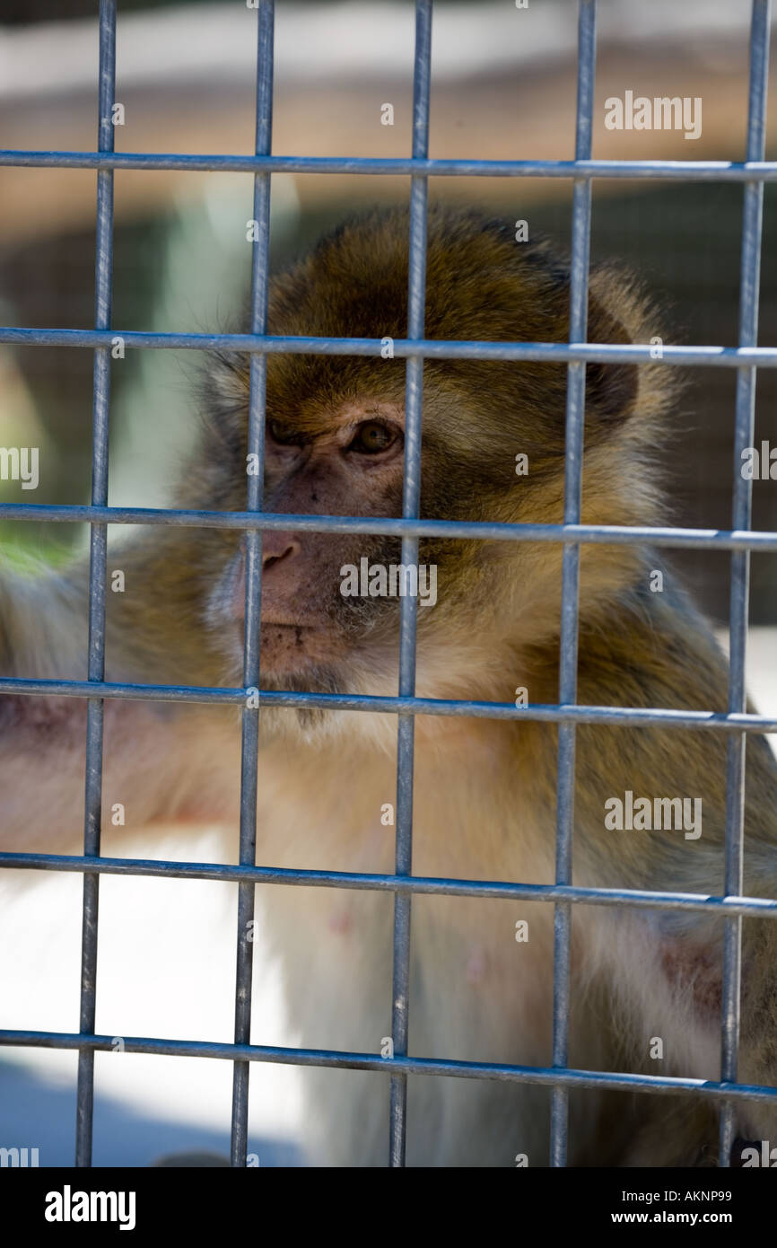 barbary ape in a cage Stock Photo - Alamy