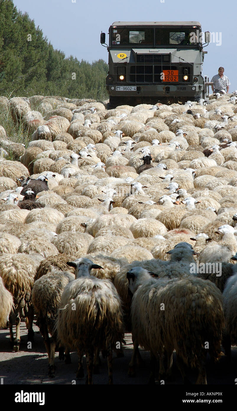 3,000 migrating sheep bring military manouevres to a standstill outside ...