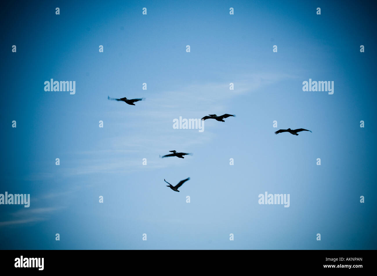 Birds in flight Stock Photo - Alamy