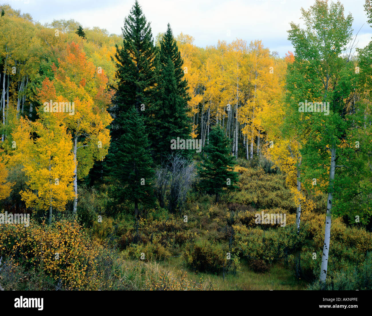 Aspen grove in full autumn color Quaking Aspen Populus tremuloides ...