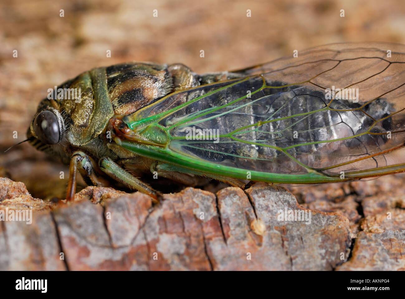 Close up of cicada Tibicen pruinosa side view on tree bark Stock Photo ...